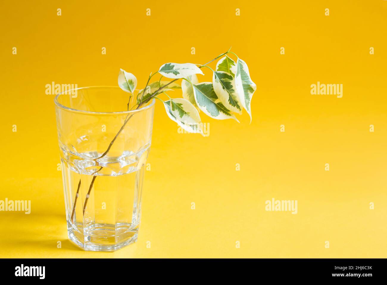 The stalk of Benjamin's variegate ficus for rooting. Vegetative ...