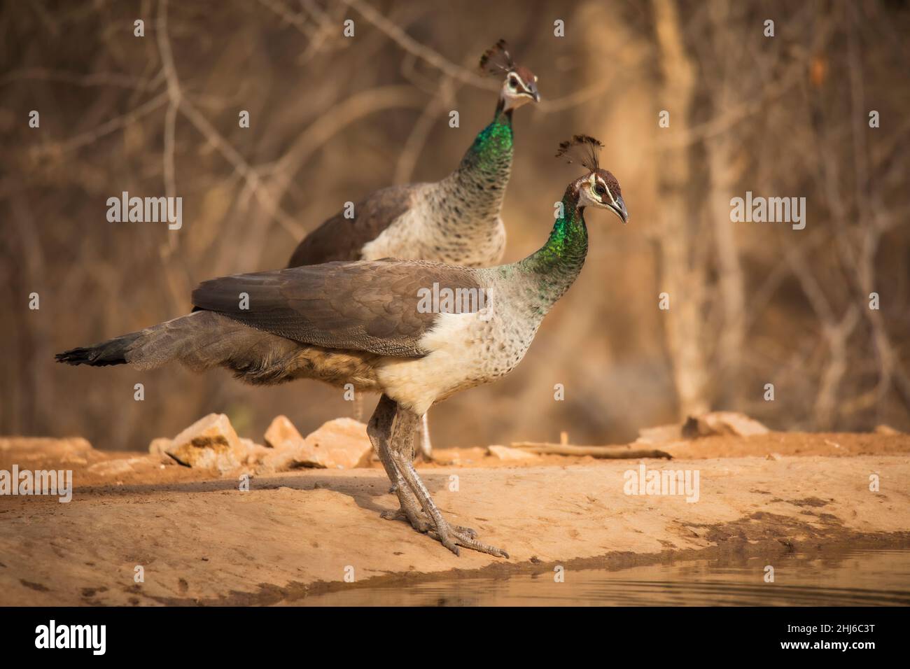 Indian peafowl baby hi-res stock photography and images - Alamy