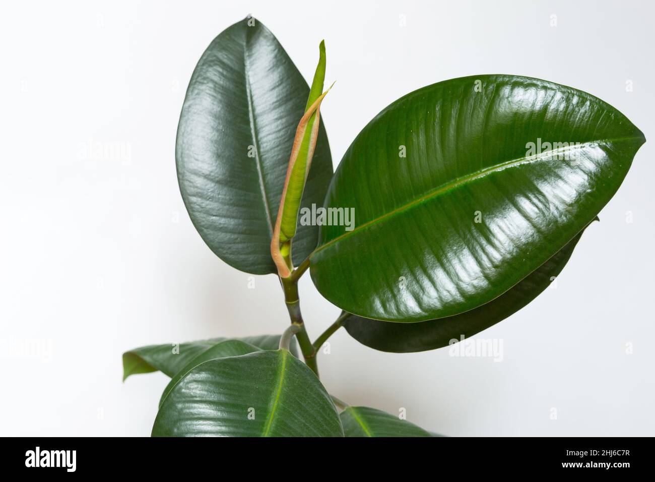 Ficus rubber leaf close-up with a bud opening with a new young leaf ...
