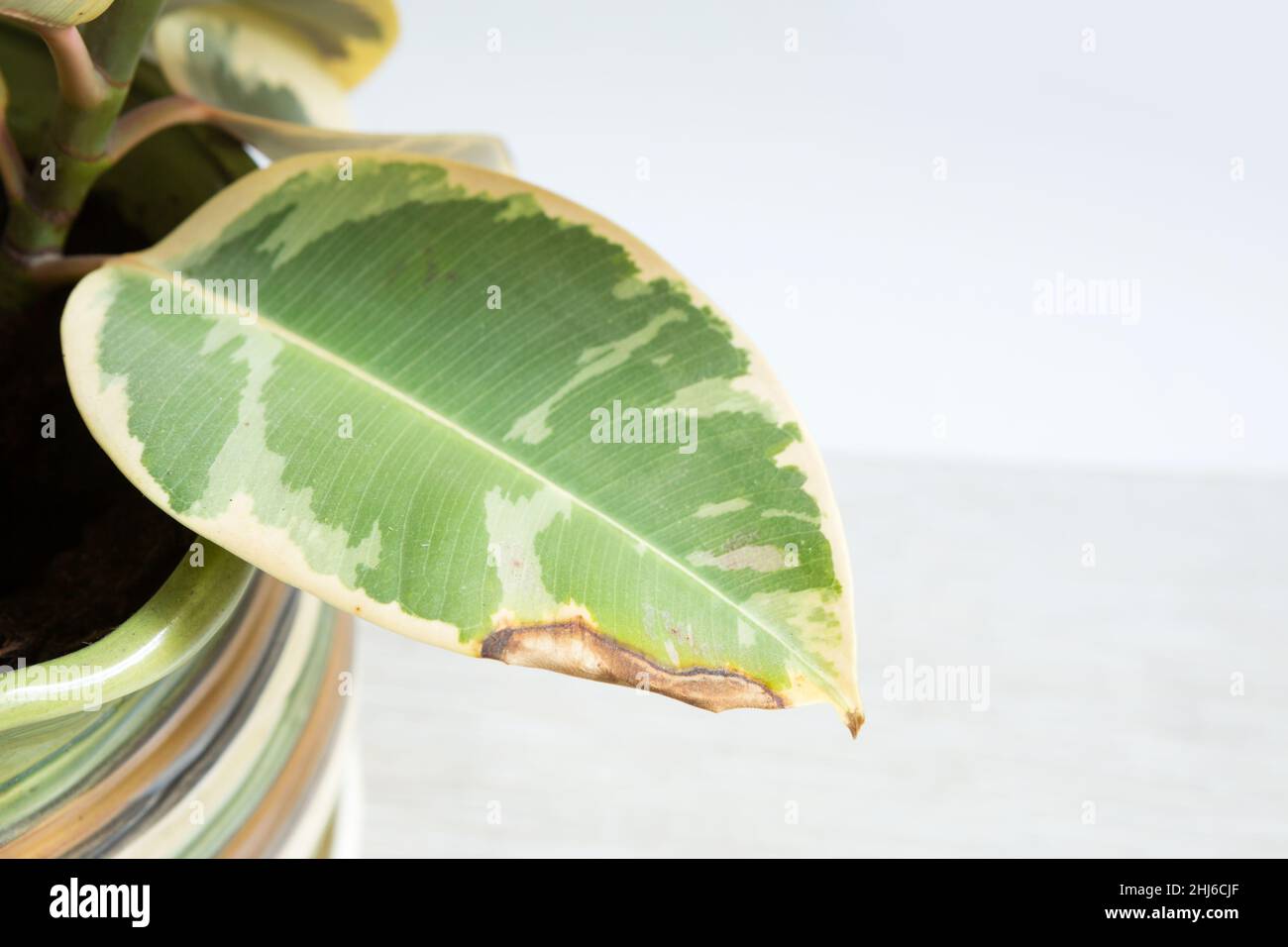 Problems of caring for home plants - damage on the leaf of the ...