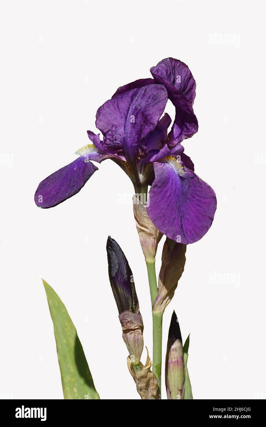 Flowering Bearded iris or the German bearded iris (Iris germanica ...