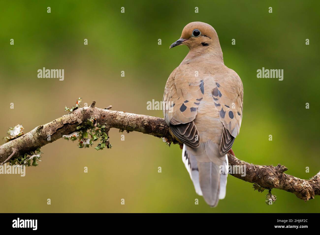 Mourning dove on a branch Stock Photo - Alamy