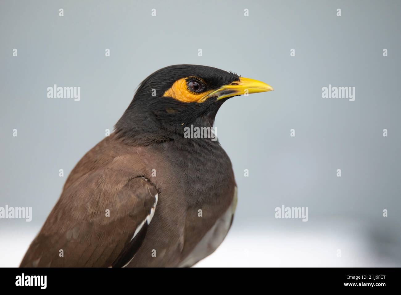 Jungle myna head hi-res stock photography and images - Alamy