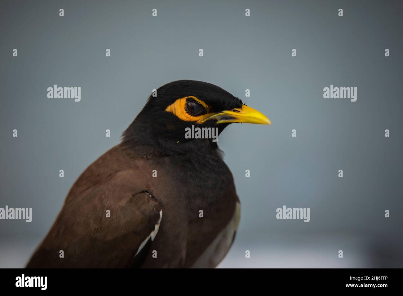 Common Myna, Acridotheres tristis, Jhalana, Rajasthan, India Stock ...