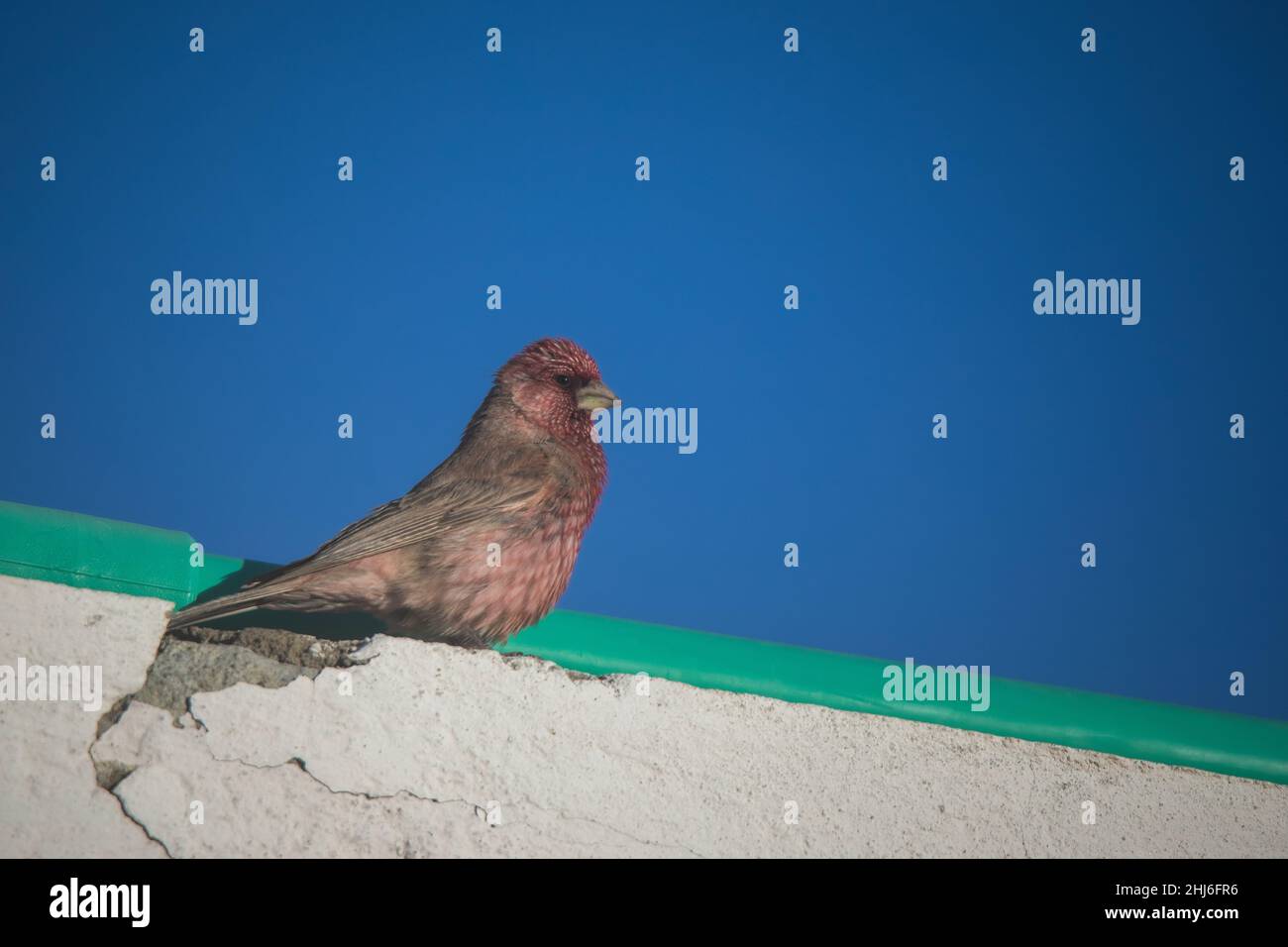Great Rosefinch, Carpodacus rubicilla, Ladakh, India Stock Photo - Alamy