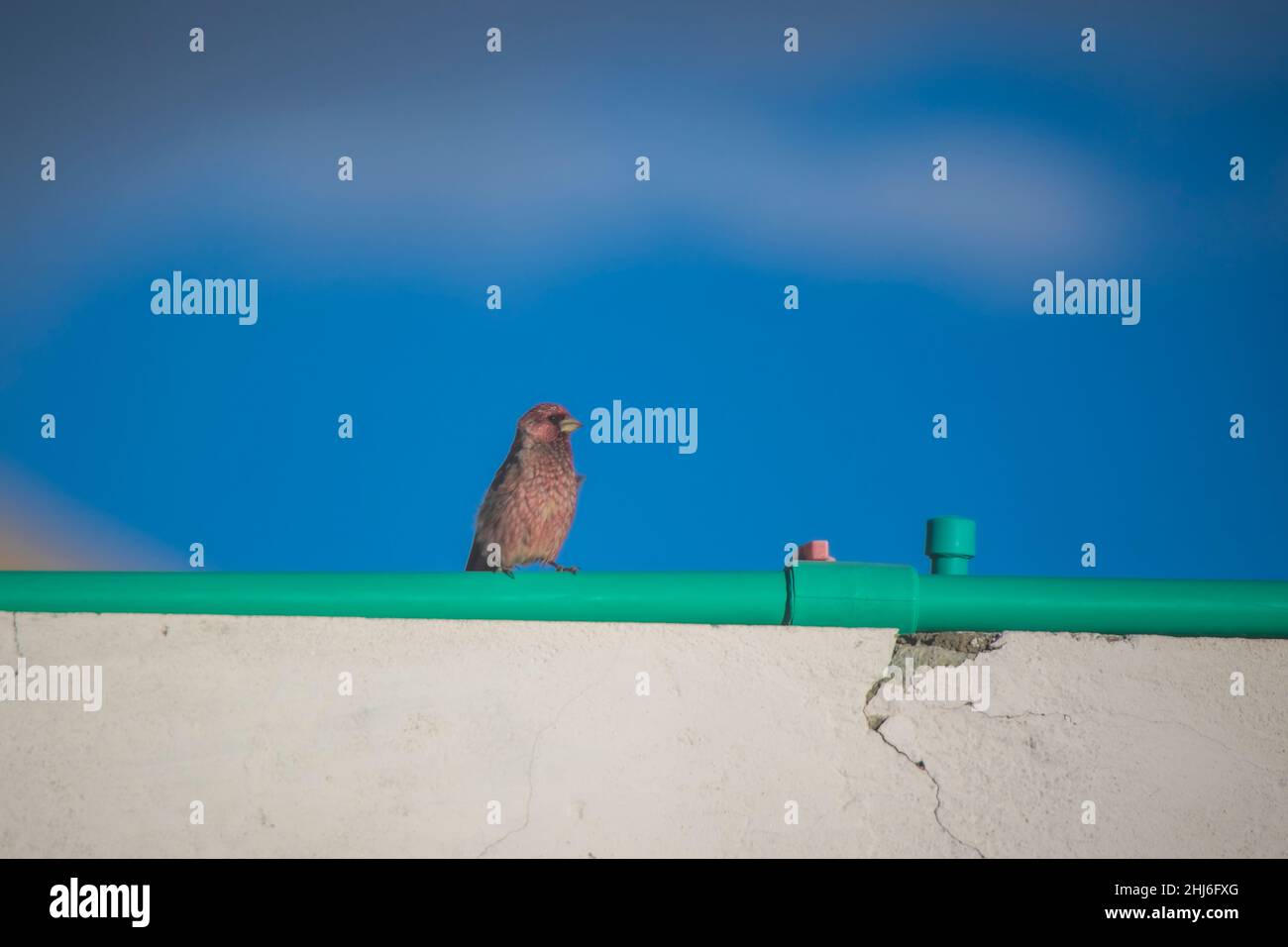Great Rosefinch, Carpodacus rubicilla, Ladakh, India Stock Photo - Alamy