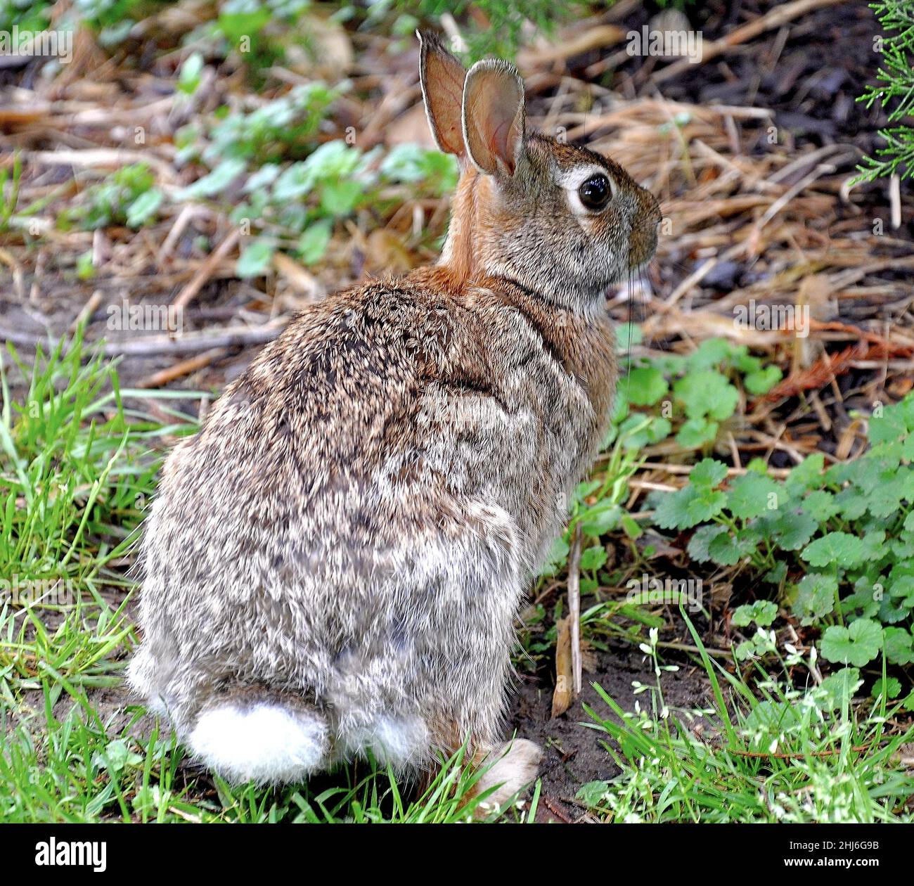 Cute eastern cottontail rabbit Stock Photo - Alamy