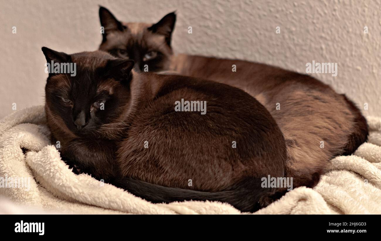 Siam cats hi-res stock photography and images - Alamy