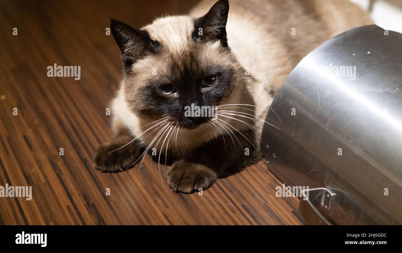 Closeup of a siam cat Stock Photo - Alamy
