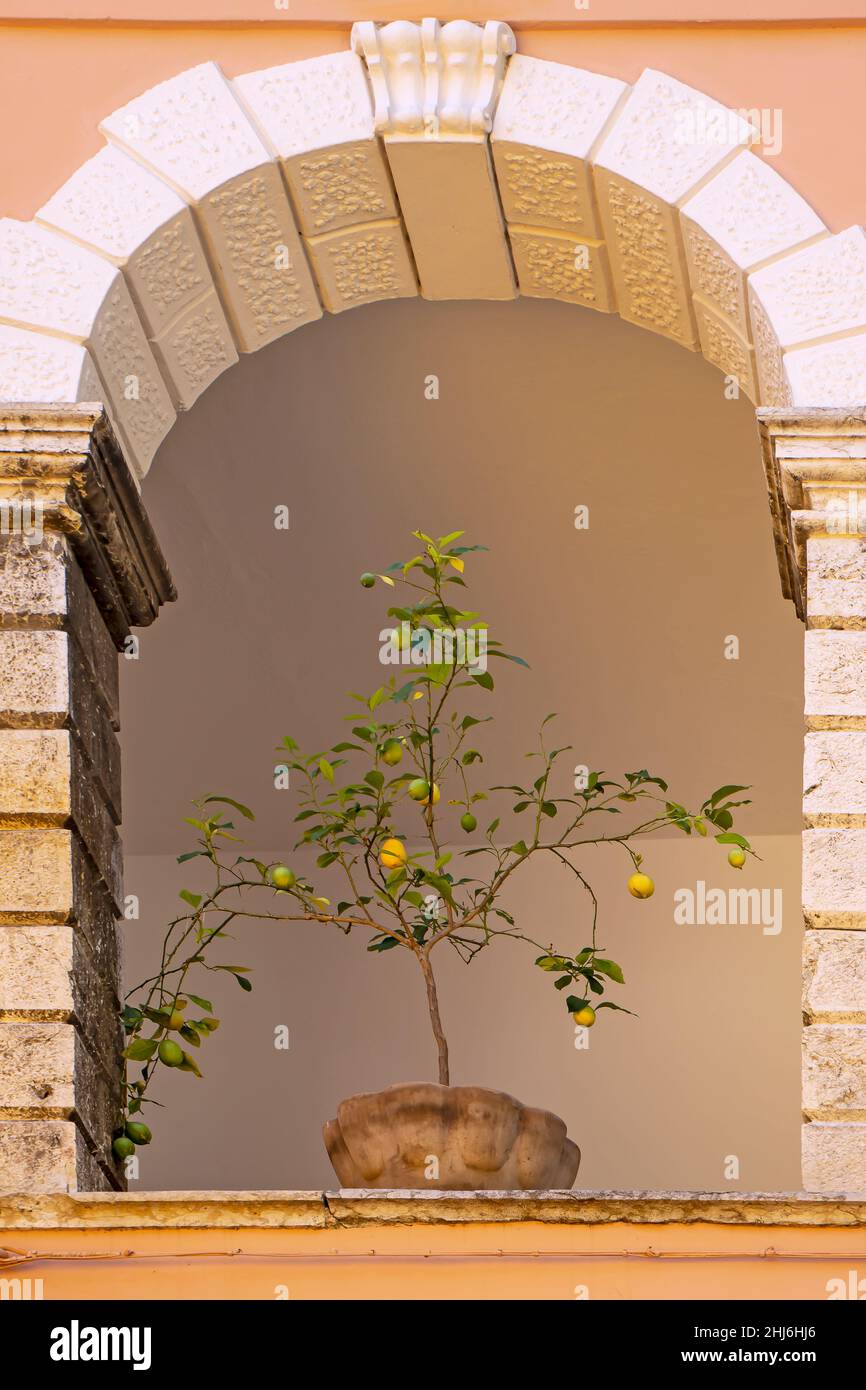 Lemon tree in old clay pot in Limone Sul Garda, on the Lake Lago di ...