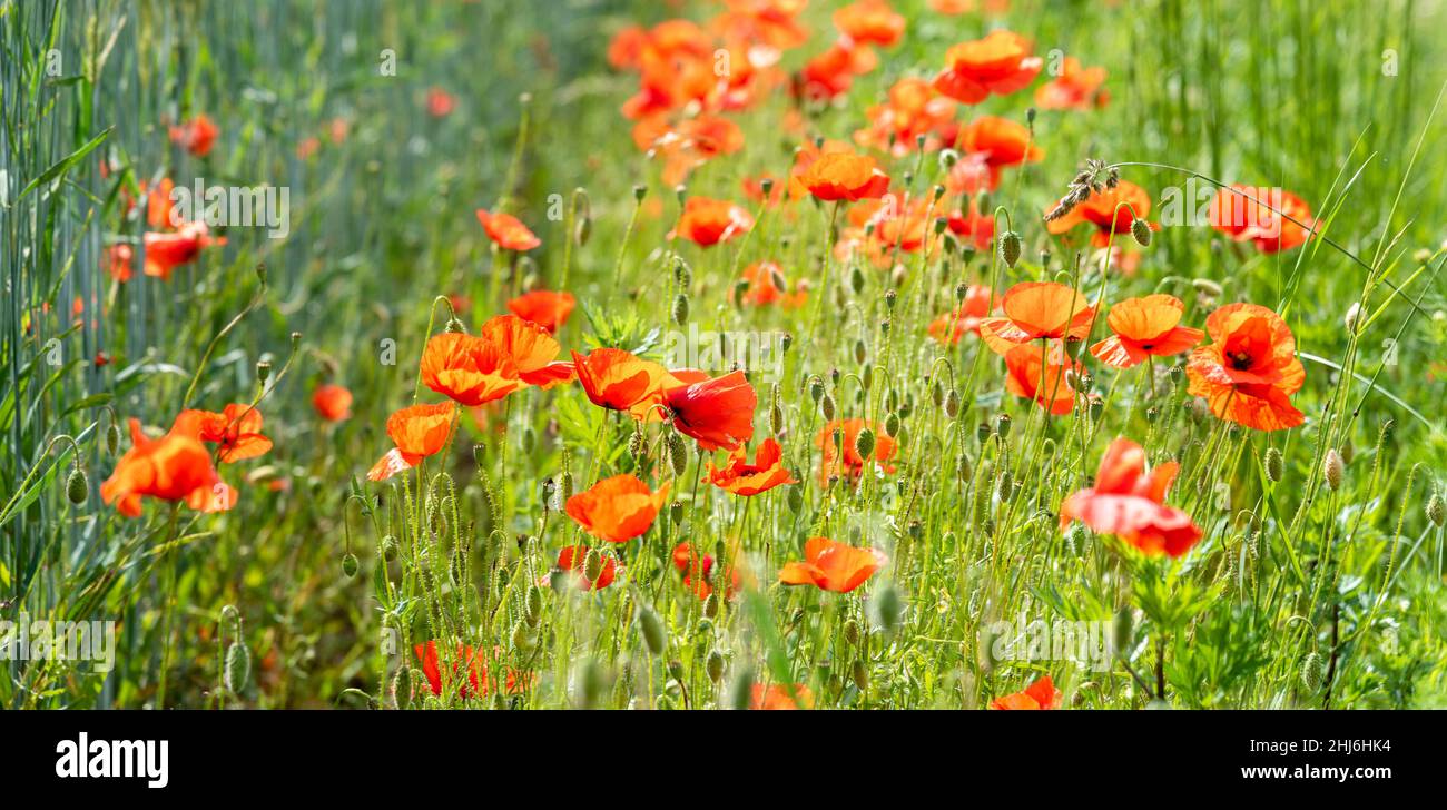 Red poppy flower field. Beautiful natural landscape Stock Photo - Alamy