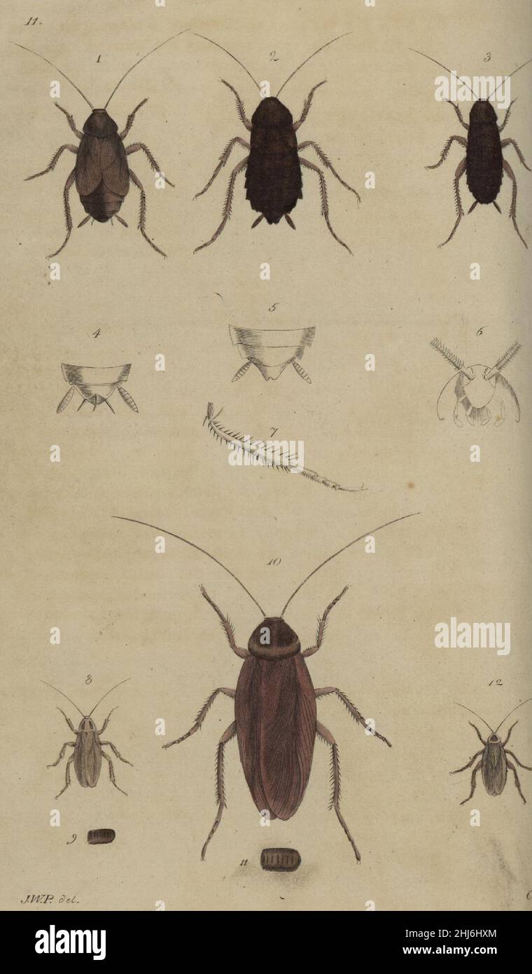 Zoologi hi-res stock photography and images - Alamy