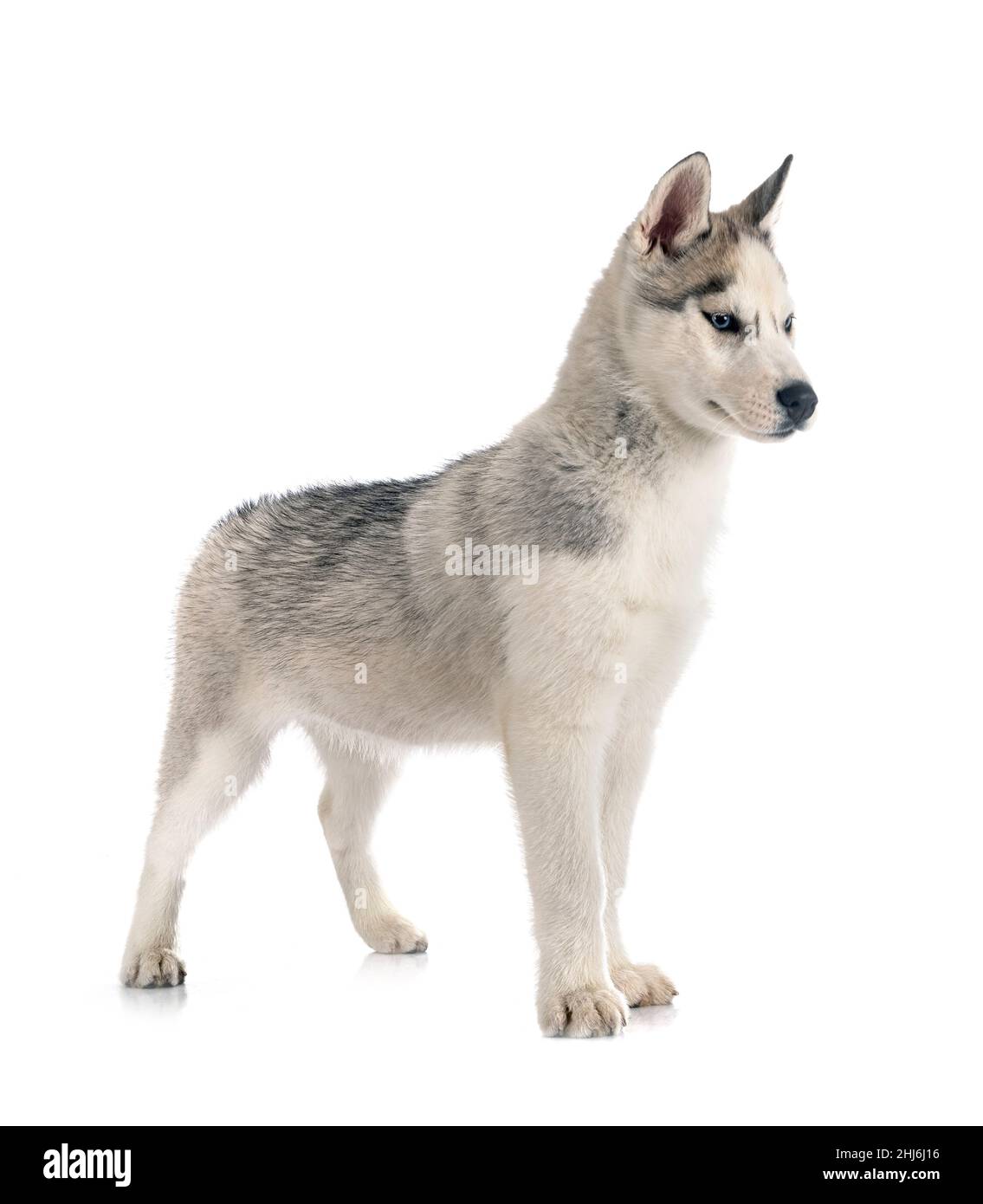 puppy Siberian Husky in front of white background Stock Photo - Alamy