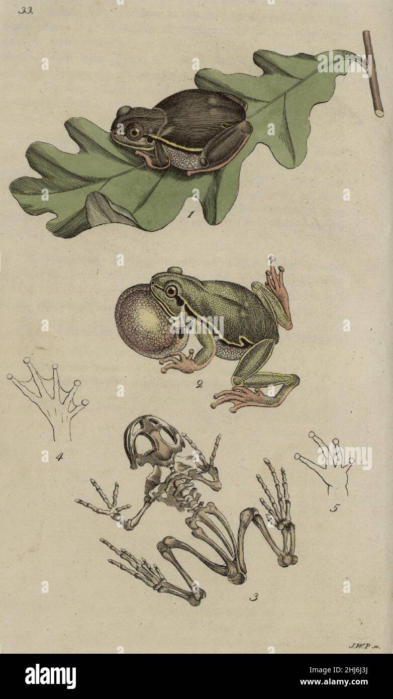 Zoologi hi-res stock photography and images - Alamy