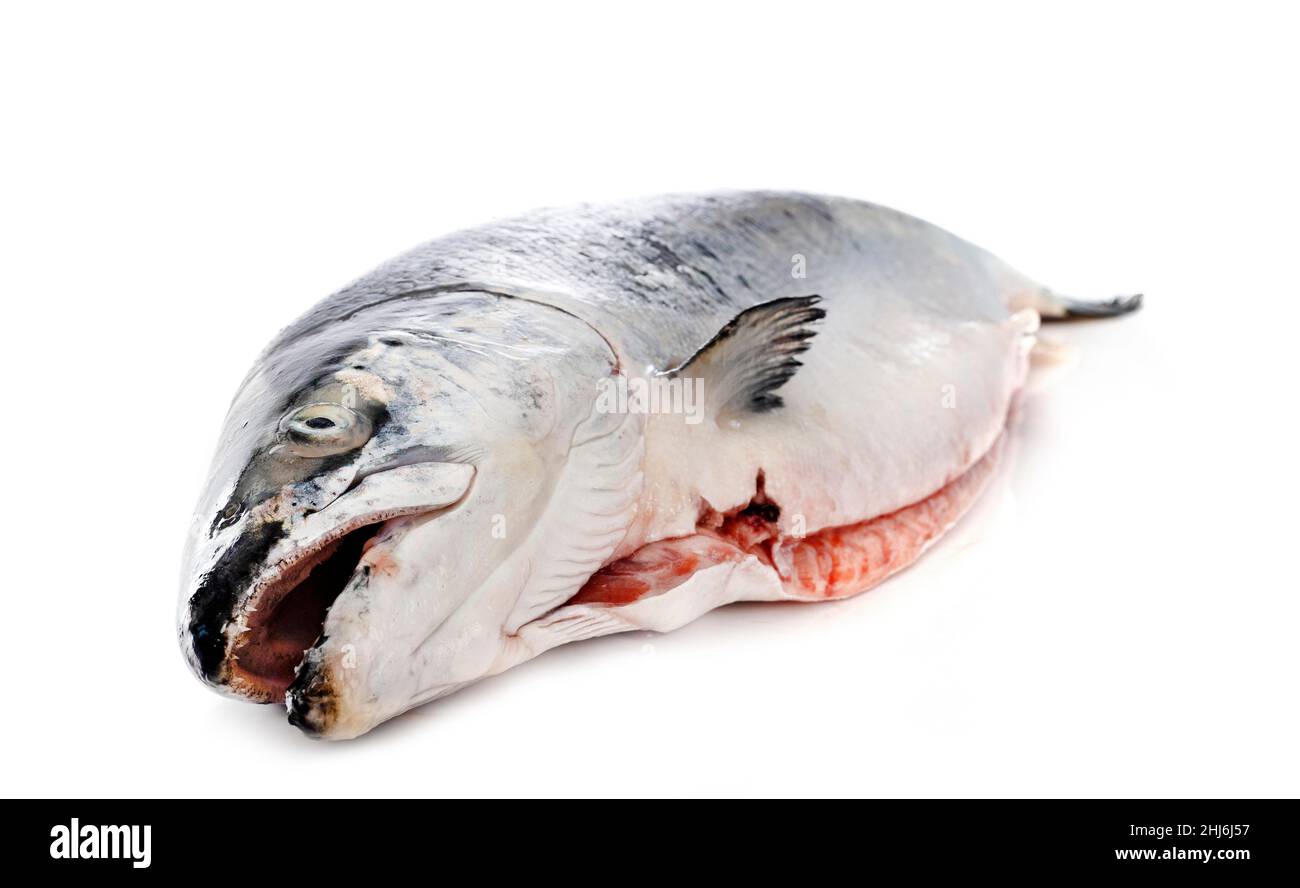 fresh salmon in front of white background Stock Photo - Alamy