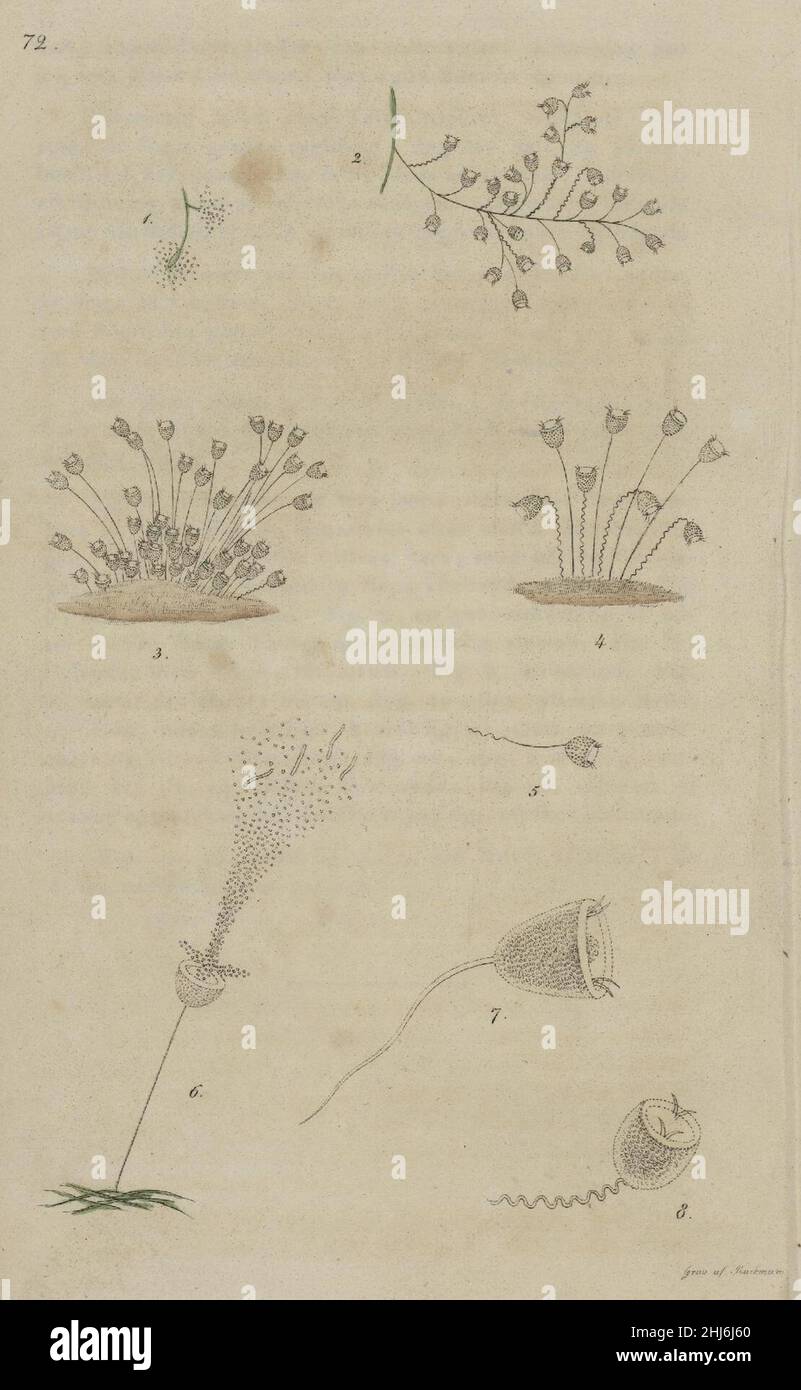 Zoologi hi-res stock photography and images - Alamy