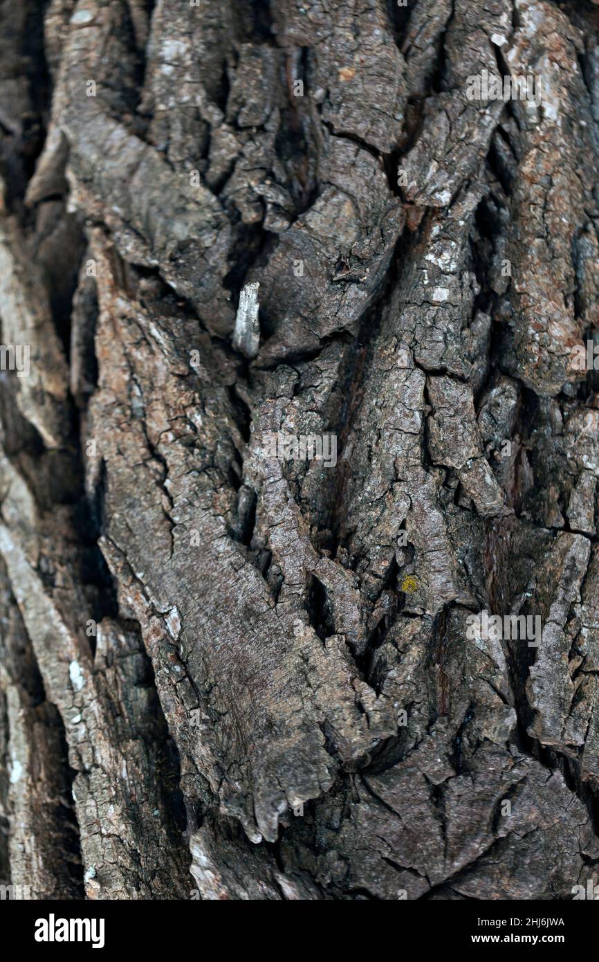 Embossed Bark texture of old tree wood pattern detail, macro ...