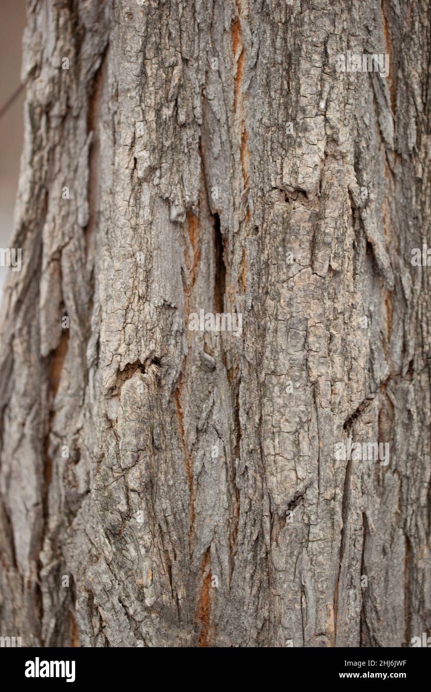 Embossed Bark texture of old tree wood pattern detail, macro ...