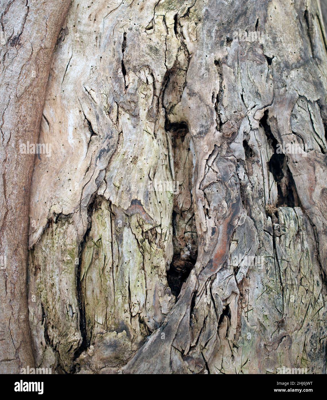 Embossed Bark texture of old tree wood pattern detail, macro ...