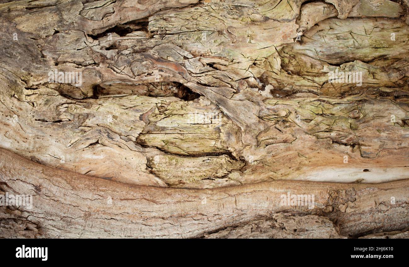 Embossed Bark texture of old tree wood pattern detail, macro ...