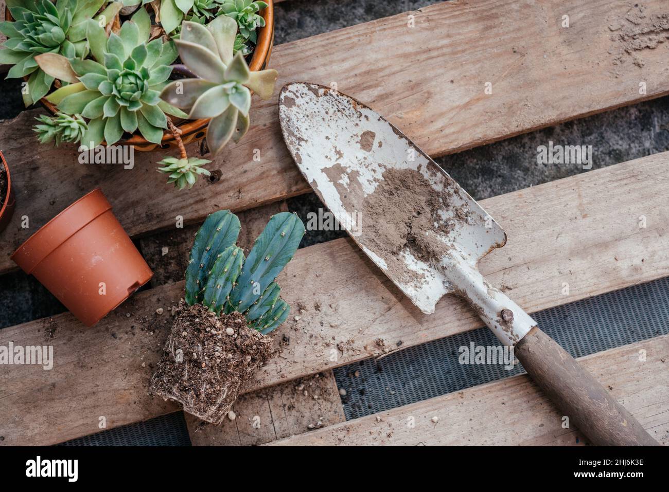Gardening tools for repotting succulents and cactuses in the home ...