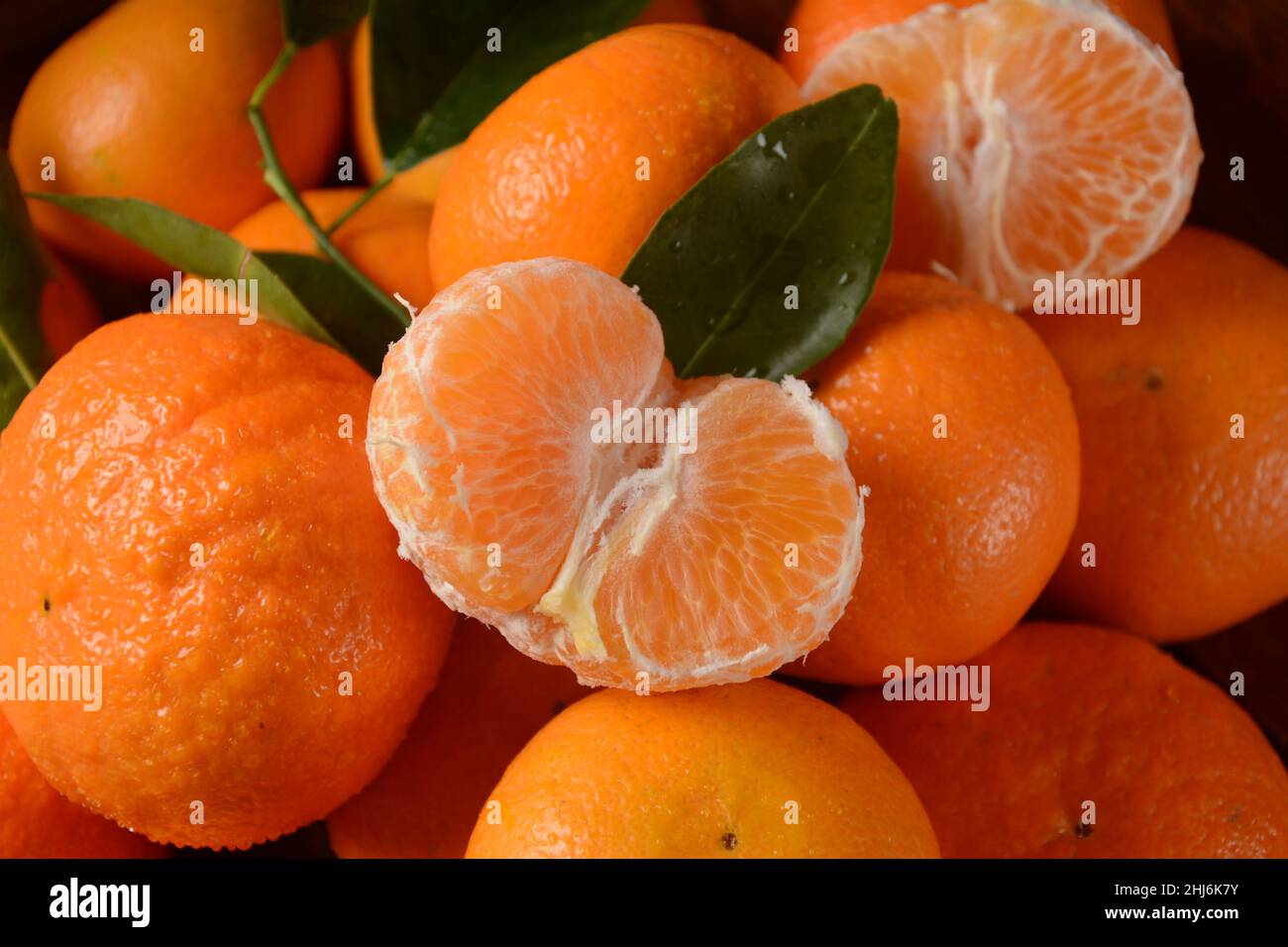 Fresh mandarin fruit with leaves from the orchard. Home gardening ...