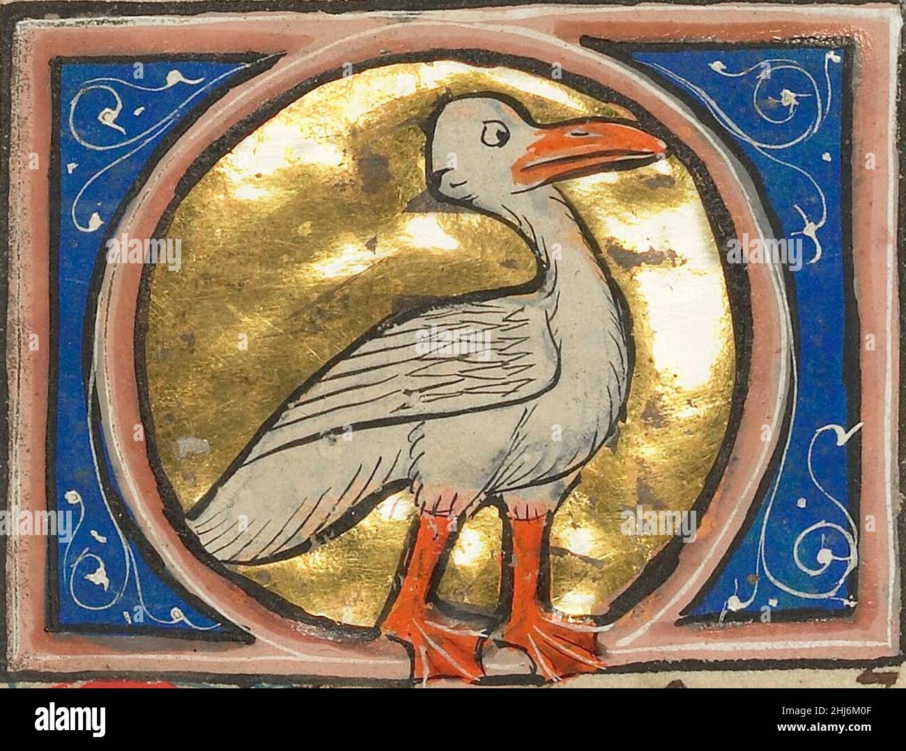 Swan - from a bestiary Stock Photo - Alamy
