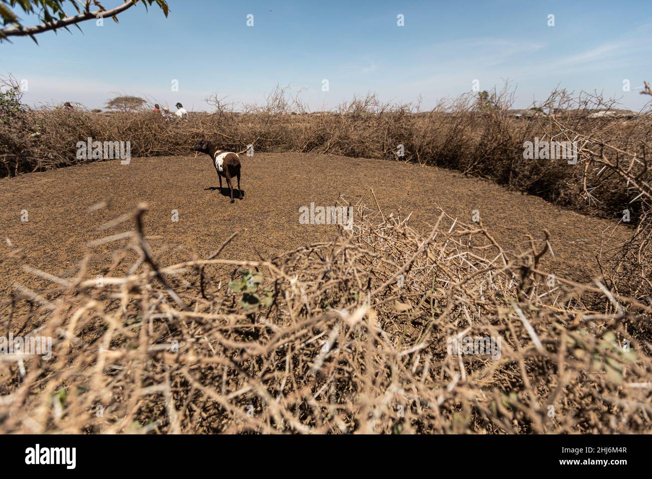 A goat in captivity in Maasai village, Kenya Stock Photo - Alamy