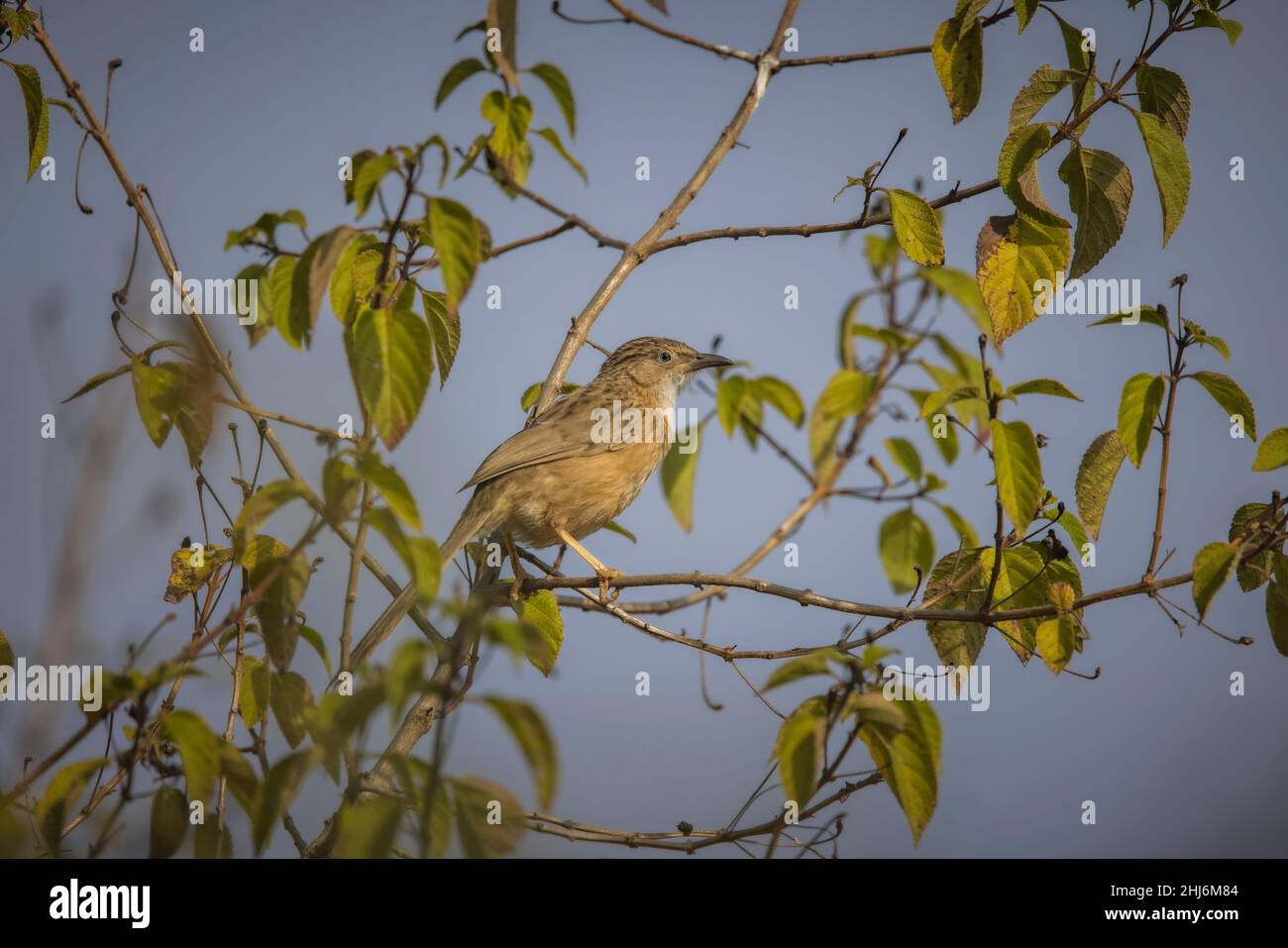 Common Babbler, Argya caudata, Panna Tiger Reserve, Madhya Pradesh ...