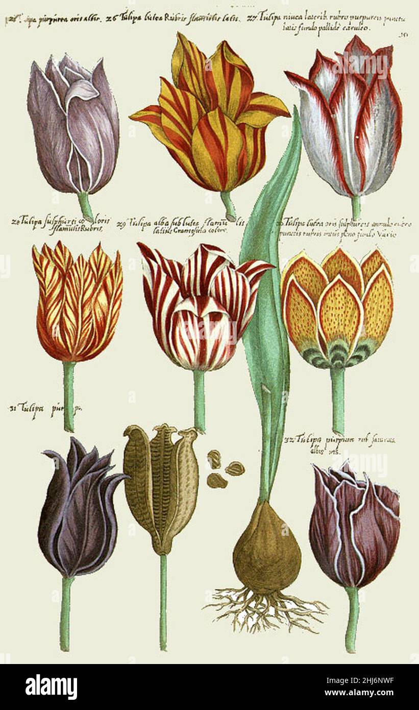 Florilegium sweerts hi-res stock photography and images - Alamy