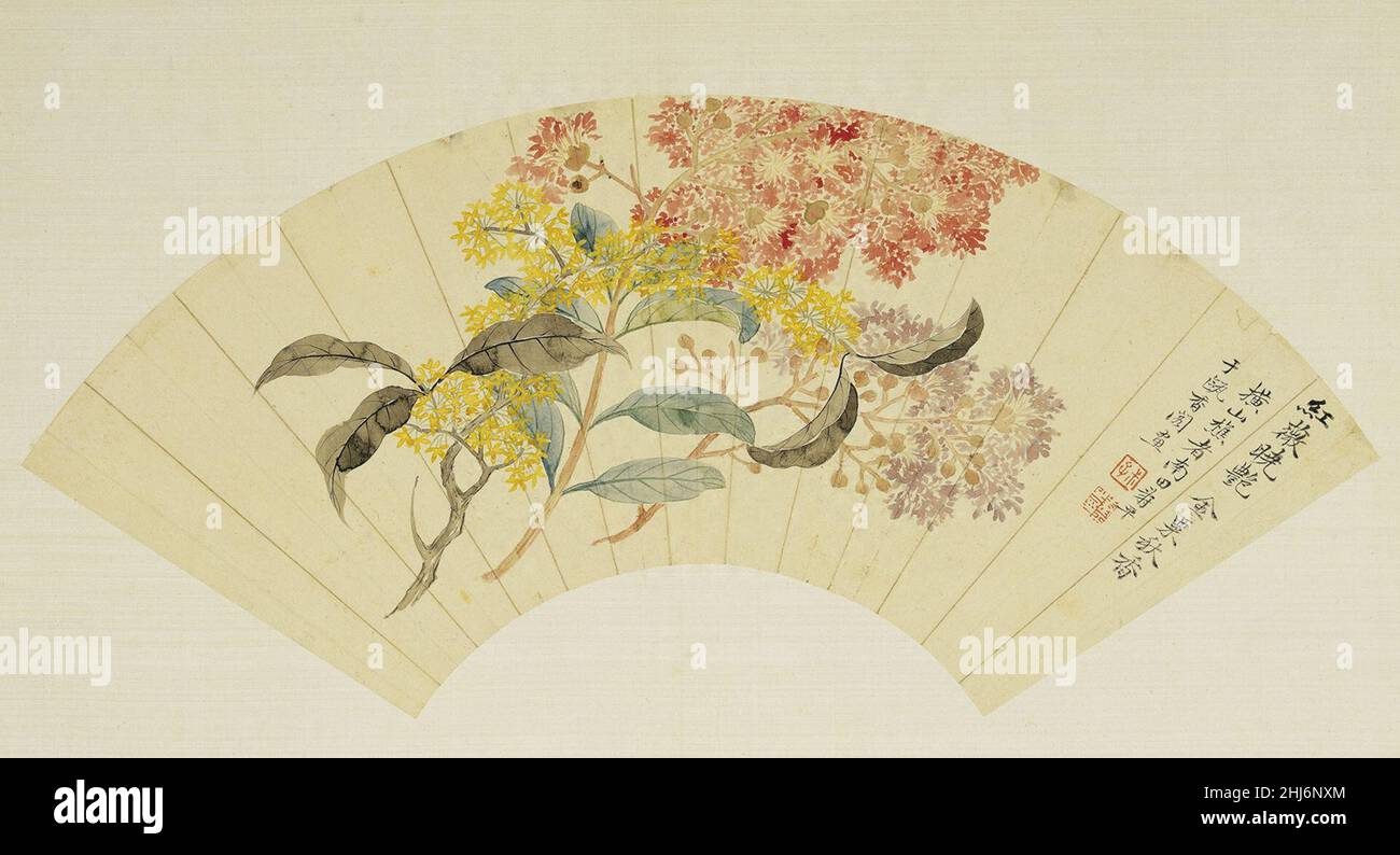 Sweet Osmanthus and Crape Myrtle Stock Photo - Alamy