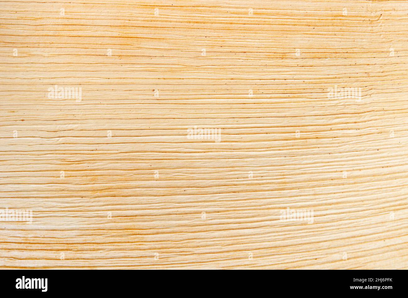 Dry betel nut leaf, palm texture as background Stock Photo - Alamy