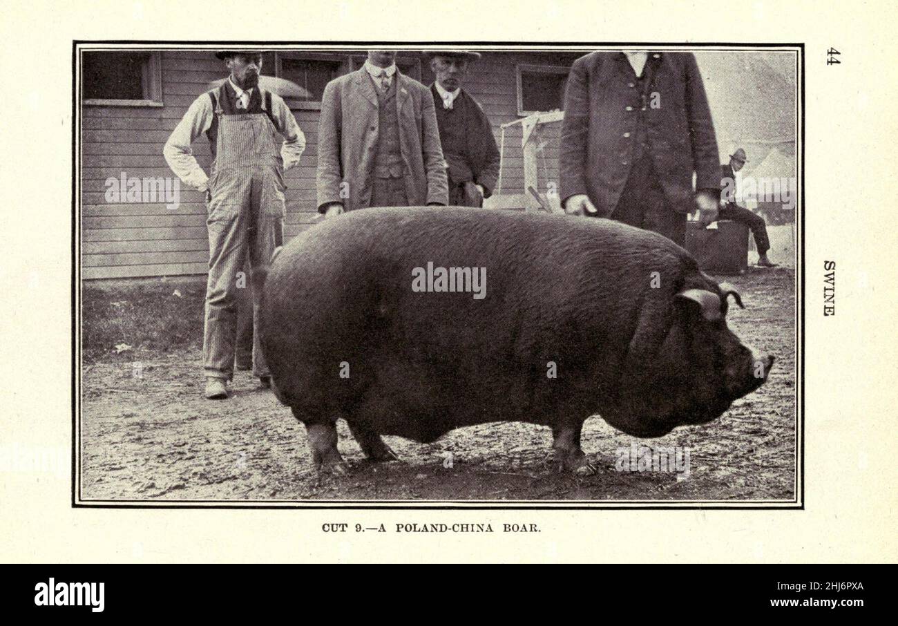 Swine; breeding, feeding and management (Page 44 Stock Photo - Alamy