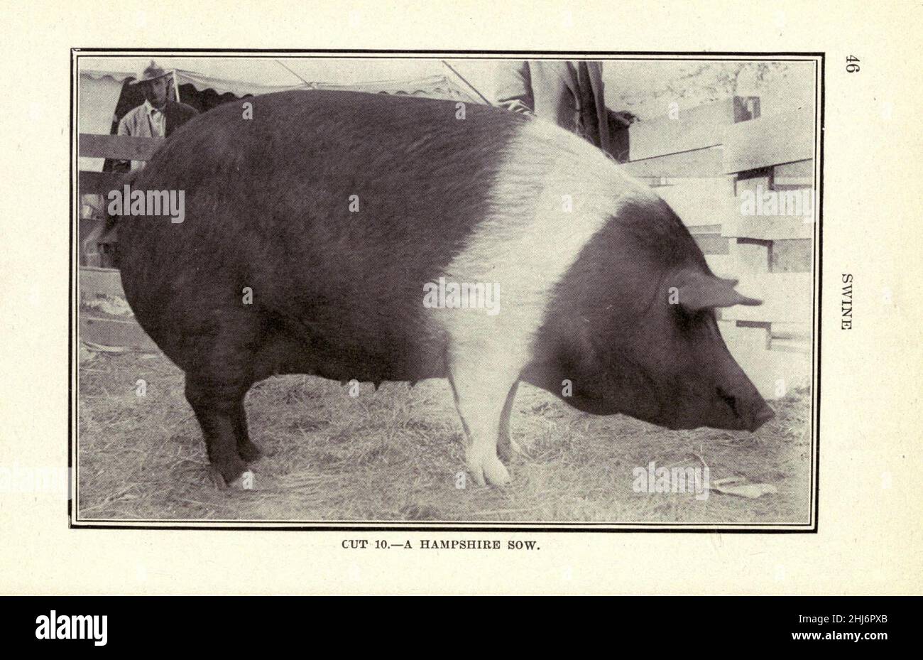 Swine; breeding, feeding and management (Page 46 Stock Photo - Alamy