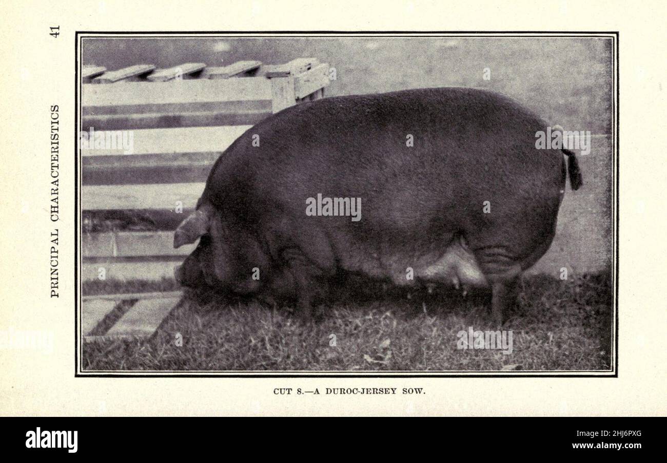 Swine breeding feeding management hi-res stock photography and images ...
