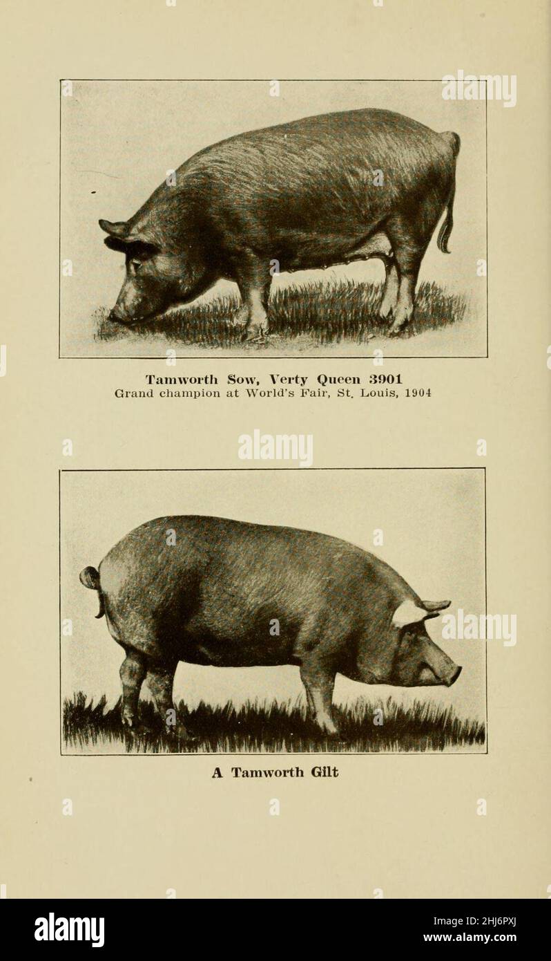 Swine in America Stock Photo - Alamy