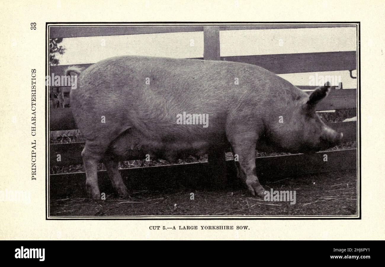Swine; breeding, feeding and management (Page 33 Stock Photo - Alamy