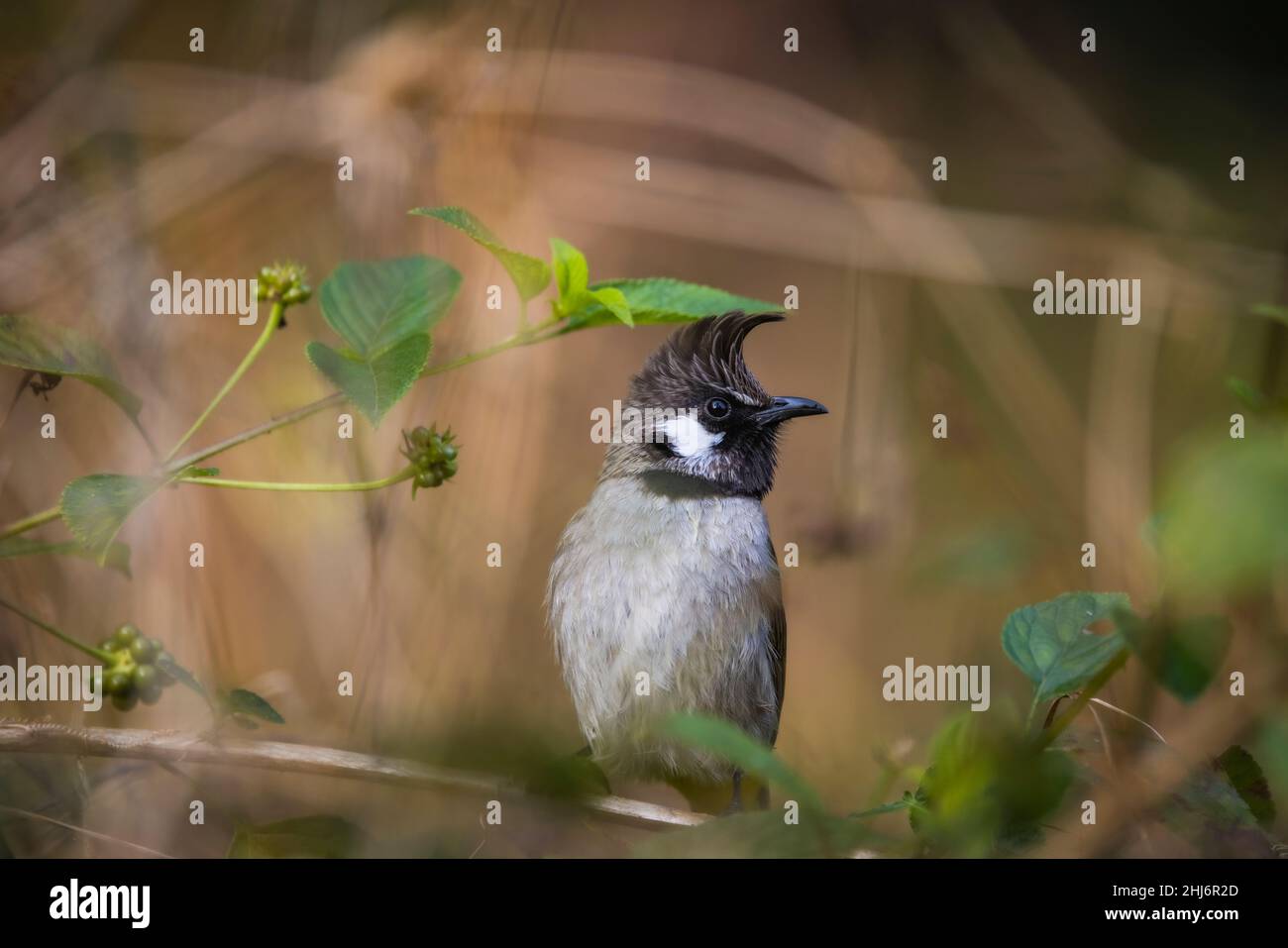 Himalayan bulbul, Pycnonotus leucogenys, India Stock Photo - Alamy
