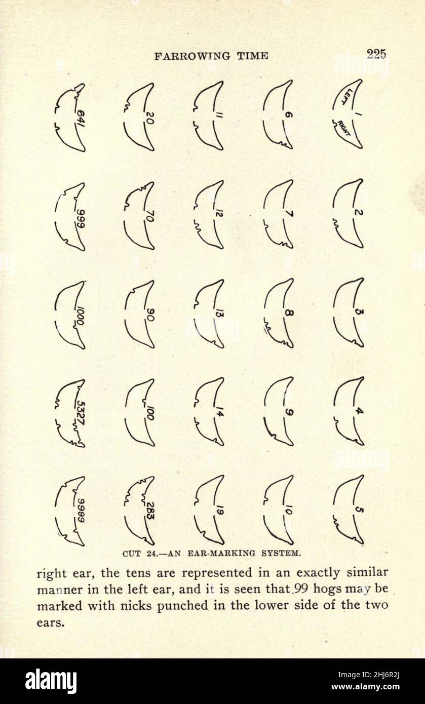 Swine; breeding, feeding and management (Page 225 Stock Photo - Alamy