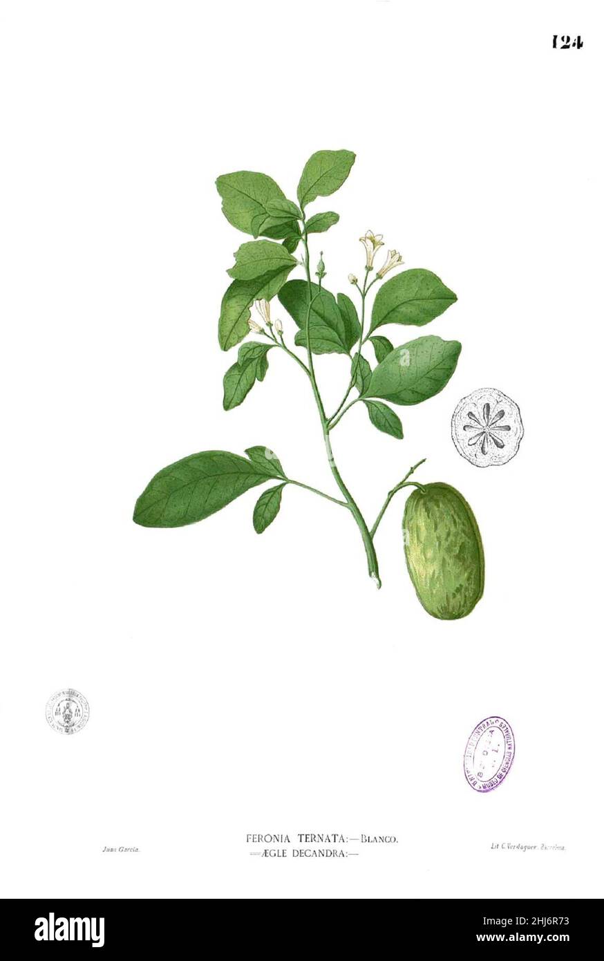 Swinglea glutinosa Blanco1.124 Stock Photo - Alamy