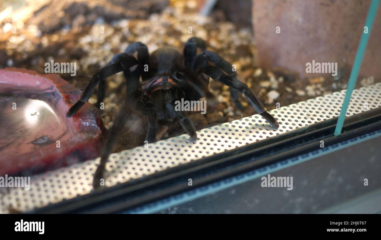 Xenesthis hi-res stock photography and images - Alamy