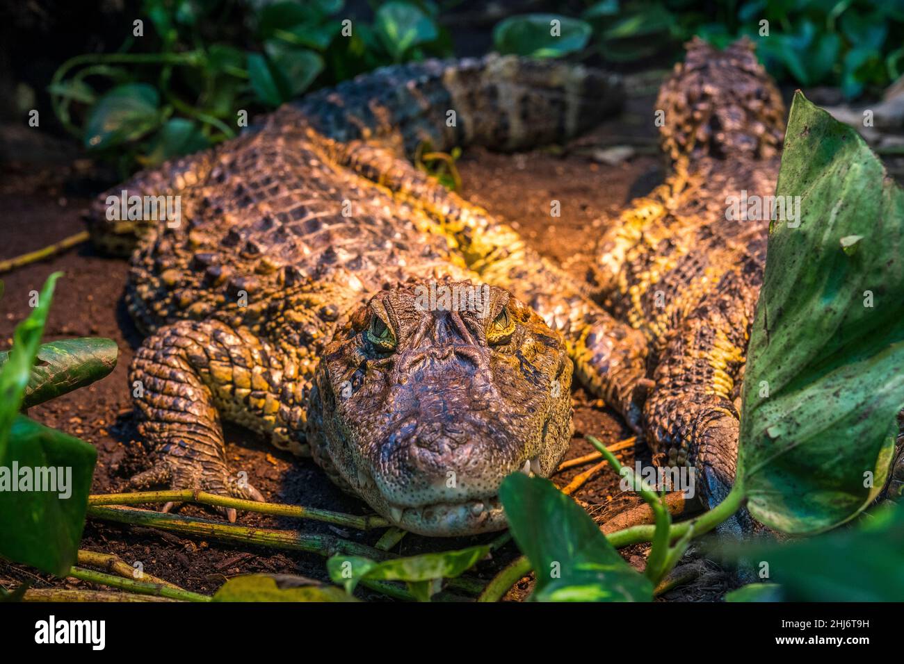 Broad-snouted caiman (Caiman latirostris Stock Photo - Alamy