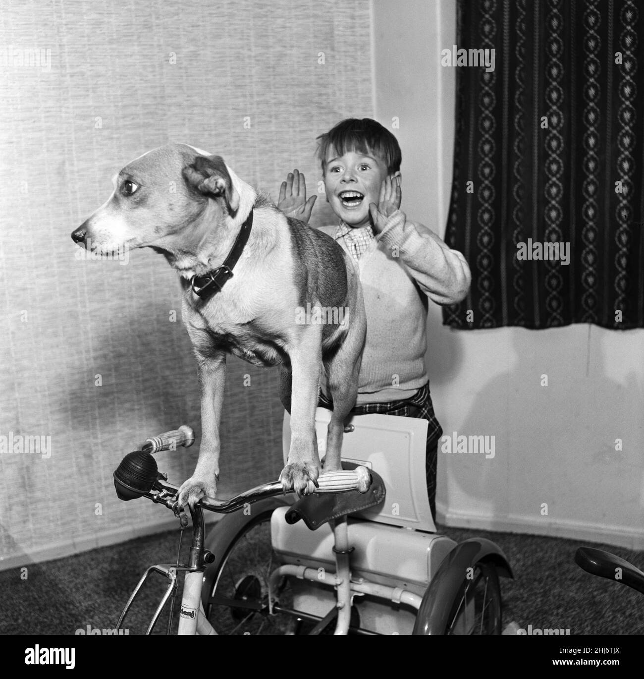 Spot the dog with Danny Copeland. 23rd March 1959 Stock Photo - Alamy