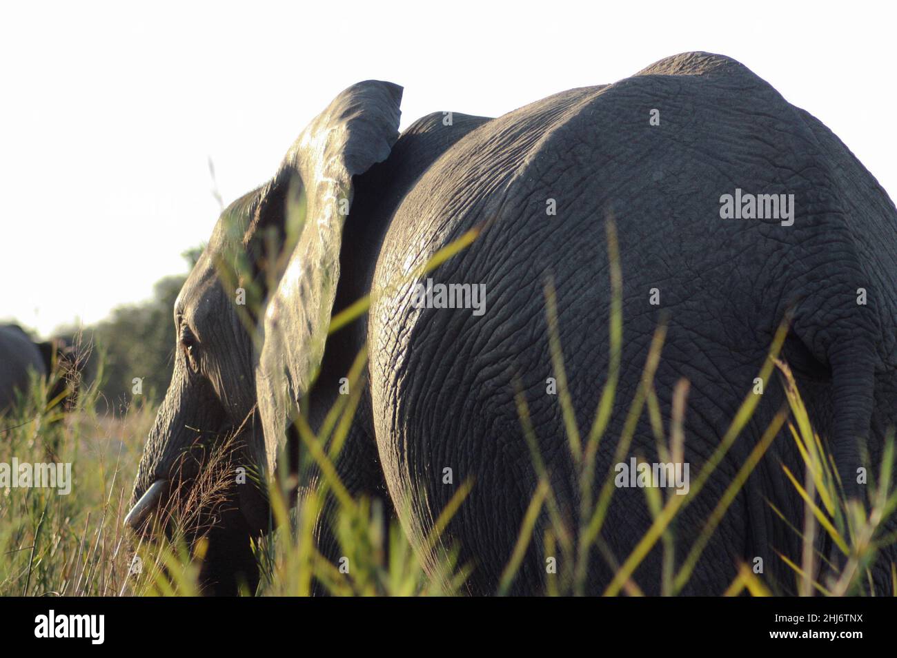 Hidden elephant behind the grass in Mala Mala Game Reserve, South ...