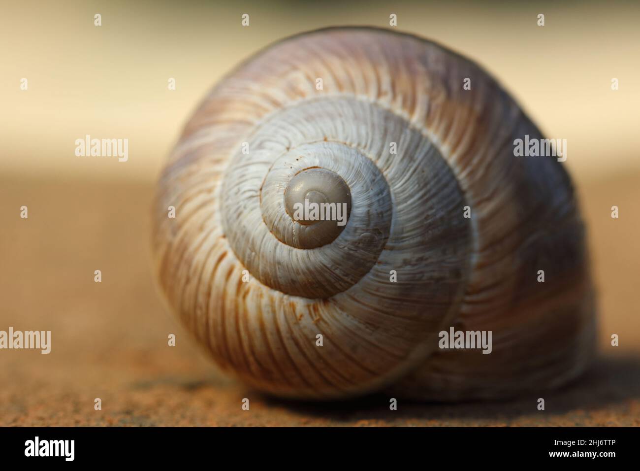 Fibonacci spiral hi-res stock photography and images - Alamy
