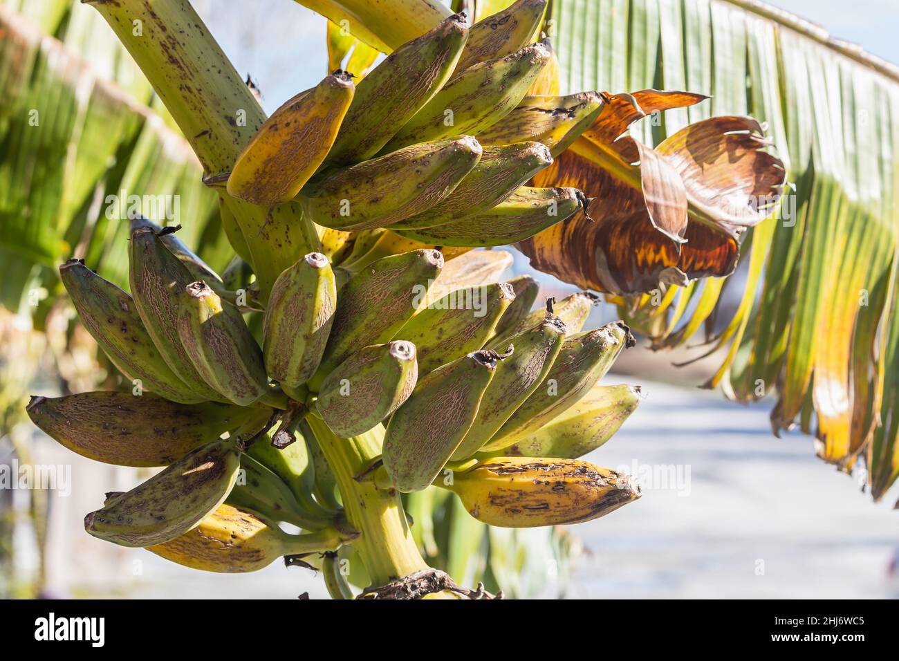 Close-up bunch of still unripe green mini bananas growing on a tree ...