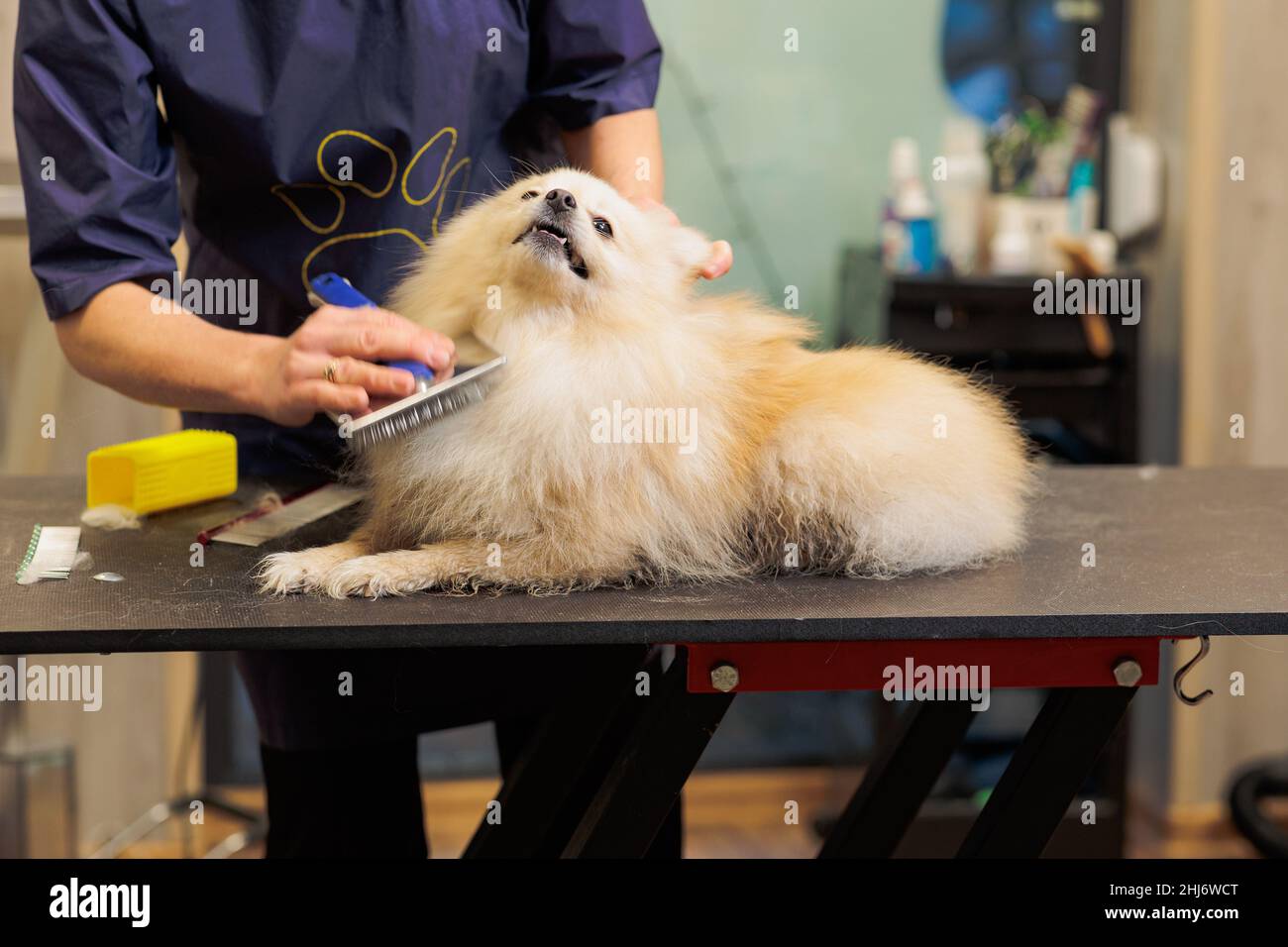 groomer combing wool of spitz in salon, grooming master cuts and shaves ...