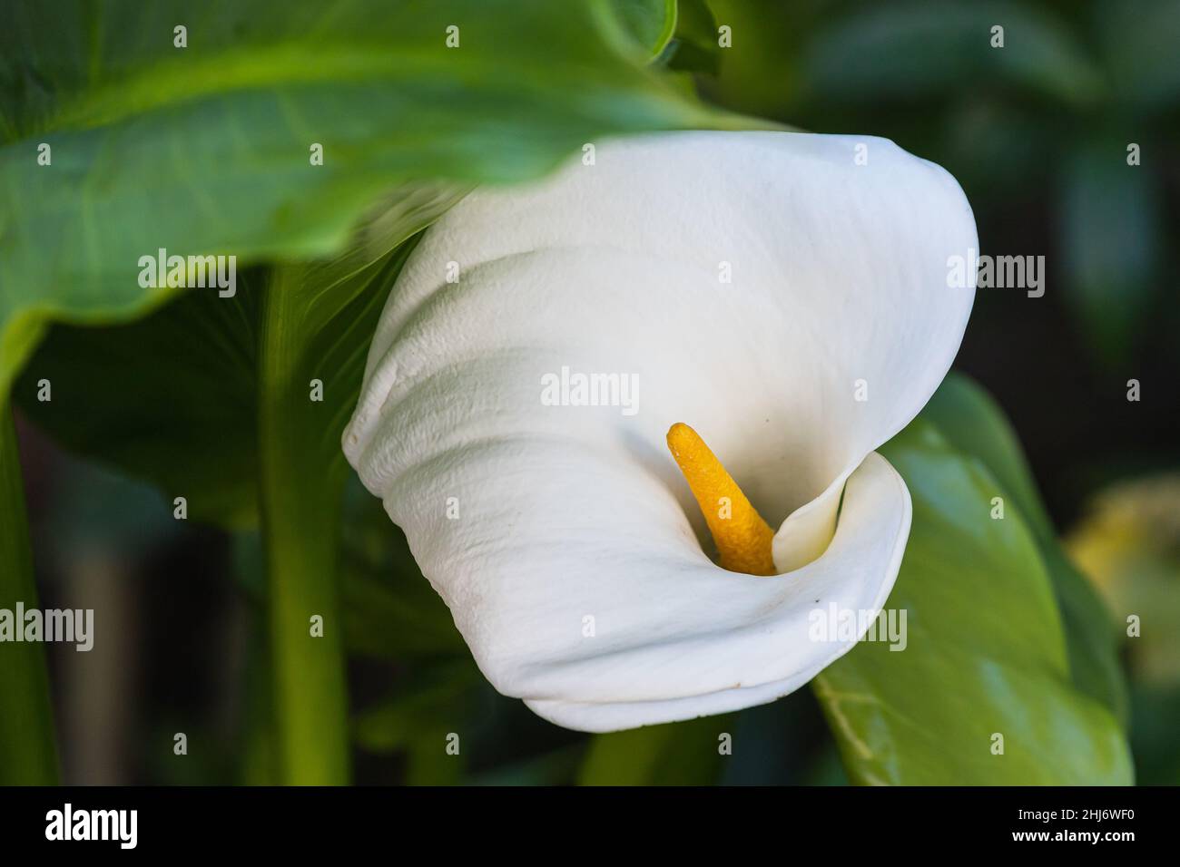 white plants and flowers. Large flawless white Calla lilies flowers ...