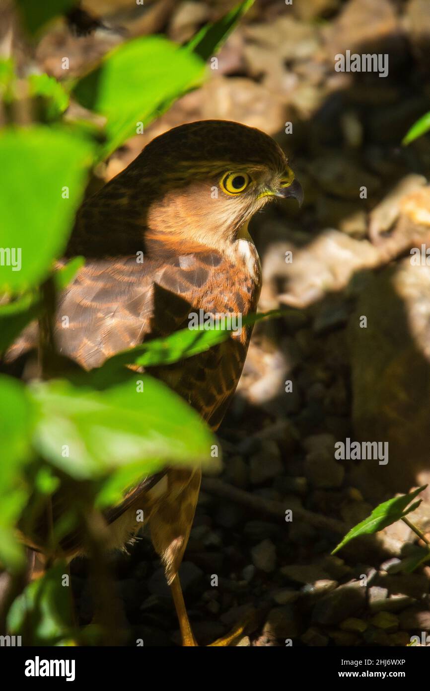 Besra bird hi-res stock photography and images - Alamy