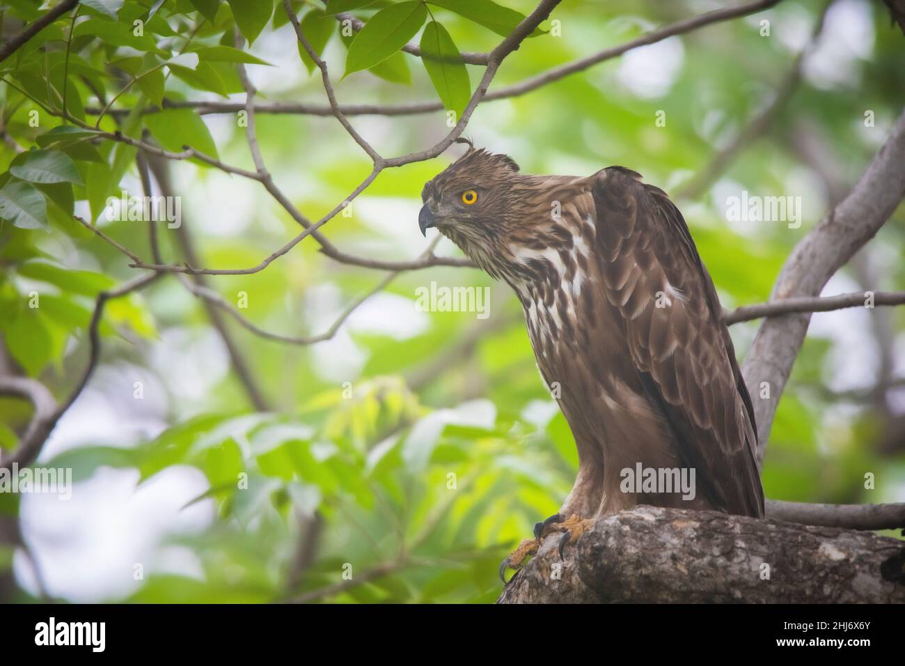 Crested Hawk Eagle, Nisaetus cirrhatus, Bandhavgarh Tiger Reserve, Madhya Pradesh, India Stock ...